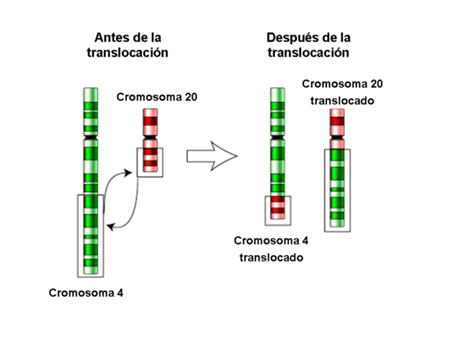 Clases de mutaciones :: Mutaciones Cromosómicas